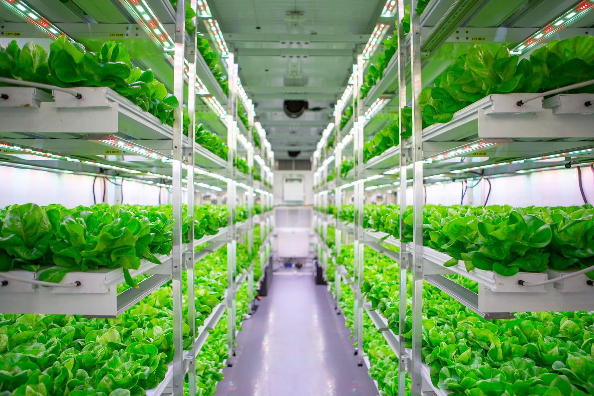 Tackling Vertical Farming Challenges: How Zorvex is Paving the Way ...